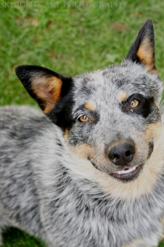 A Visit From Belle and the Evolution of A Heeler – In the Vintage ...