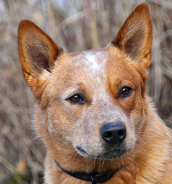 A Visit From Belle and the Evolution of A Heeler – In the Vintage ...