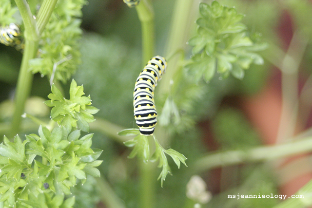 parsley pests – In the Vintage Kitchen: Where History Comes To Eat