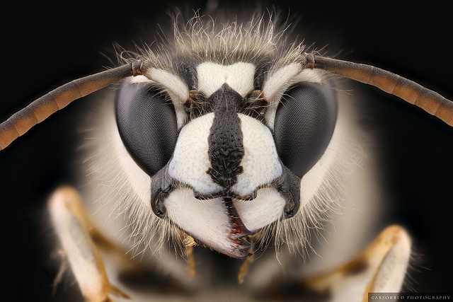 Hornet House Tour: The Inside Architecture of A Nest Revealed! – In the ...