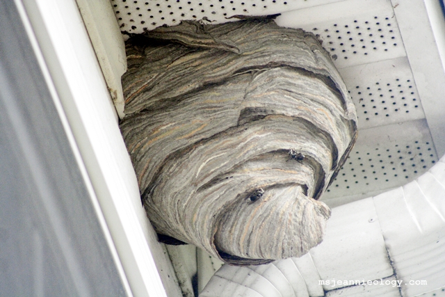 wasps – In the Vintage Kitchen: Where History Comes To Eat