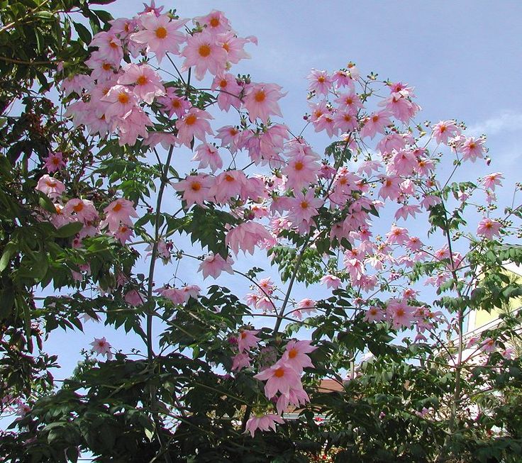 Everything’s Coming Up Dahlias! – In the Vintage Kitchen: Where History ...
