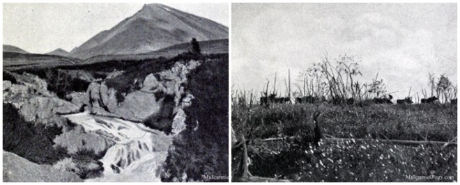 belle wyatt willard roosevelt – In the Vintage Kitchen: Where History ...