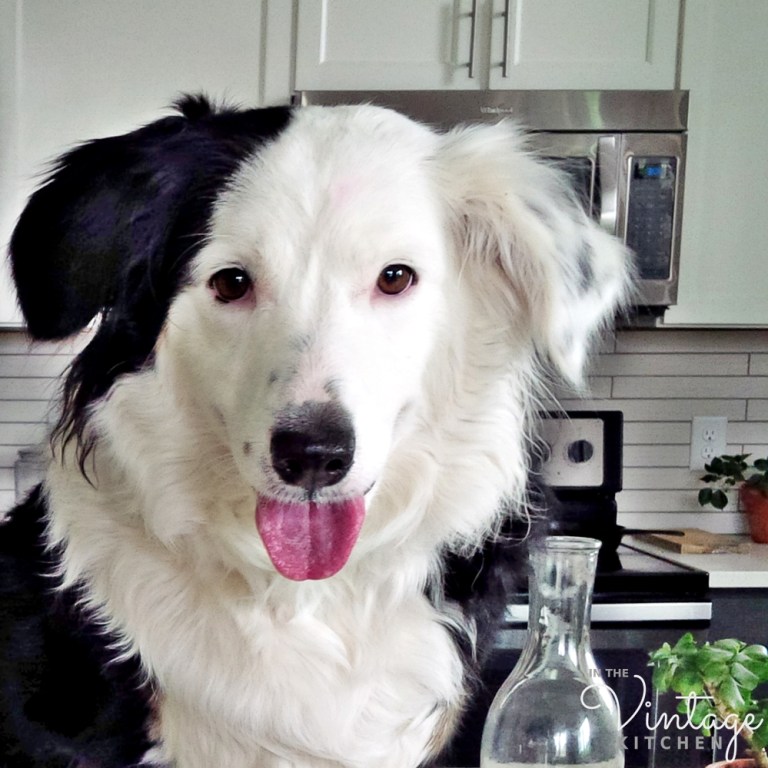 In the Kitchen with Indie: A Brief History of Dog Food and How to Make ...
