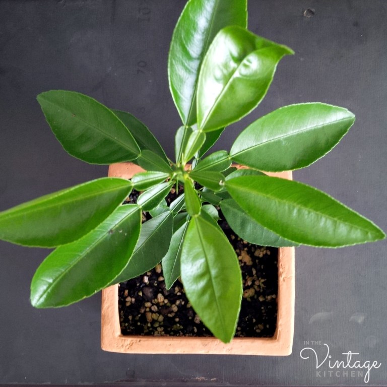 Update From the Urban Jungle: Where’s Avi the Avocado Tree Now? – In ...