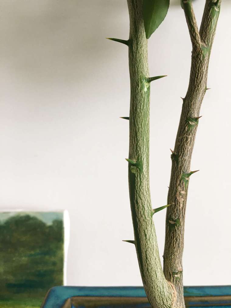 The Indoor Urban Orchard: What’s Growing Now? – In the Vintage Kitchen ...