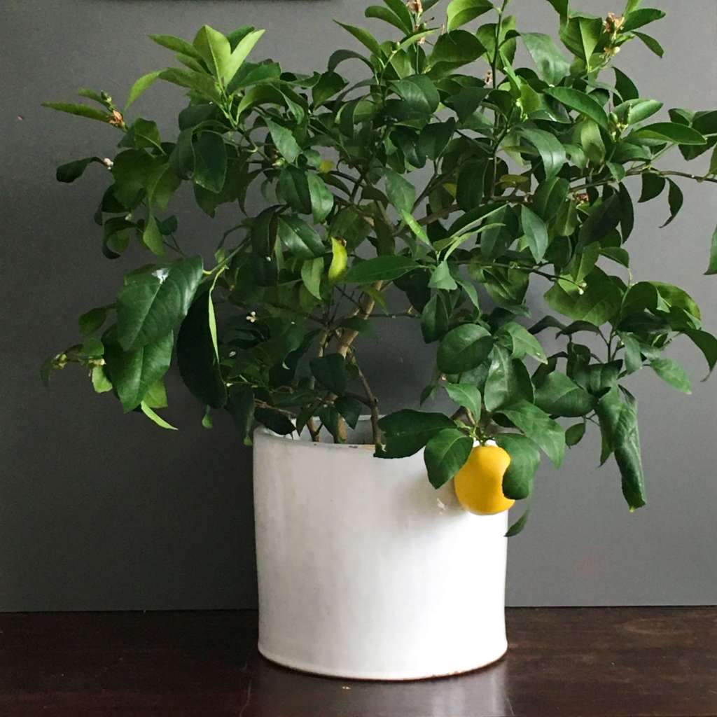 The Indoor Urban Orchard: What’s Growing Now? – In the Vintage Kitchen ...