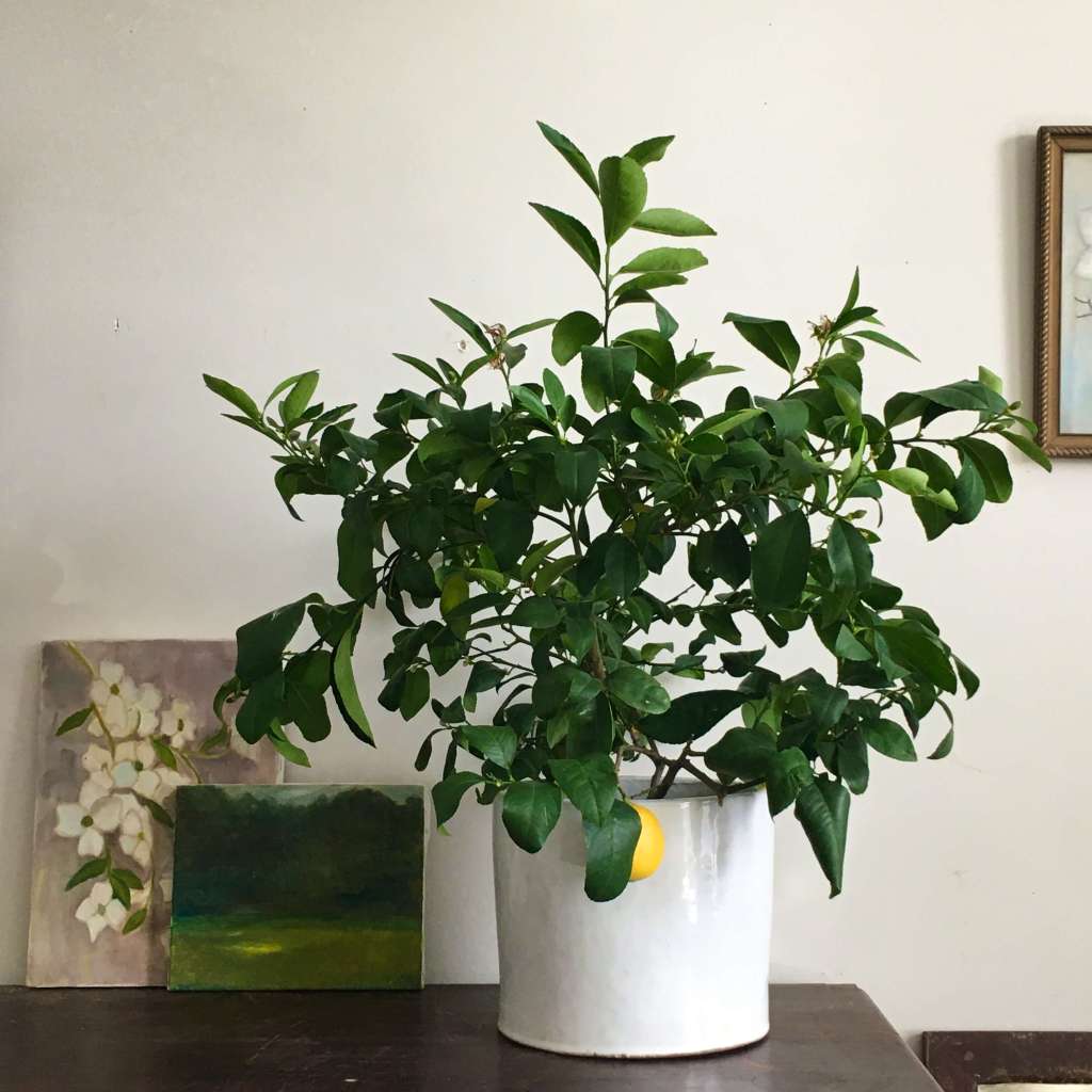 The Indoor Urban Orchard: What’s Growing Now? – In the Vintage Kitchen ...