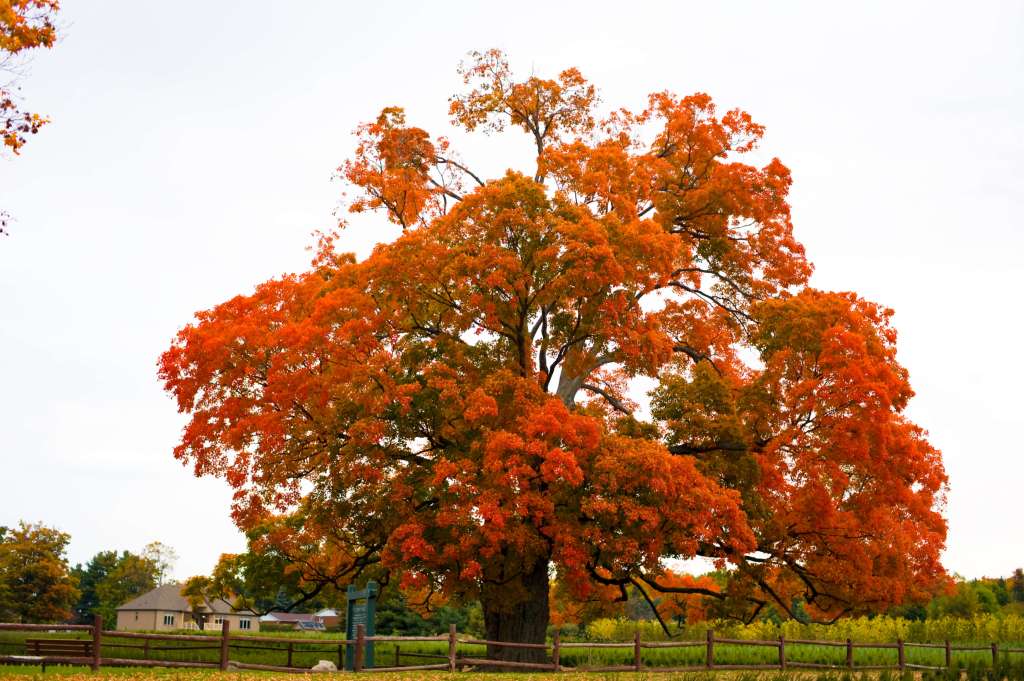 Treats from a Tree: Welcome To Maple Country – In the Vintage Kitchen ...