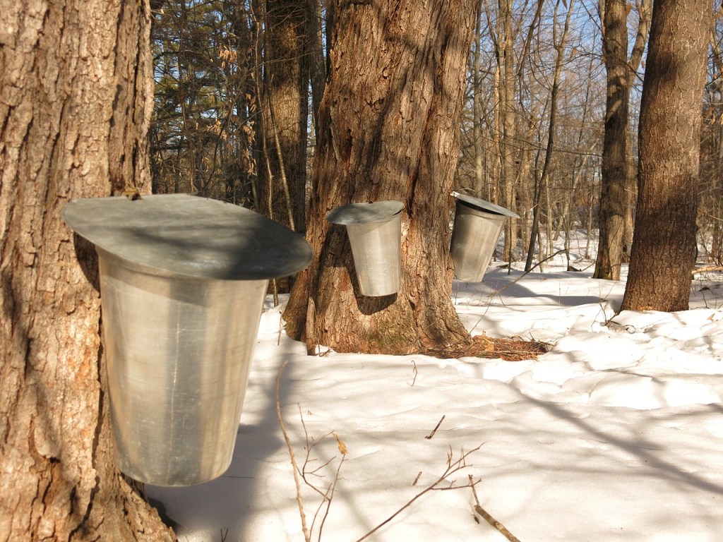 Treats from a Tree: Welcome To Maple Country – In the Vintage Kitchen ...