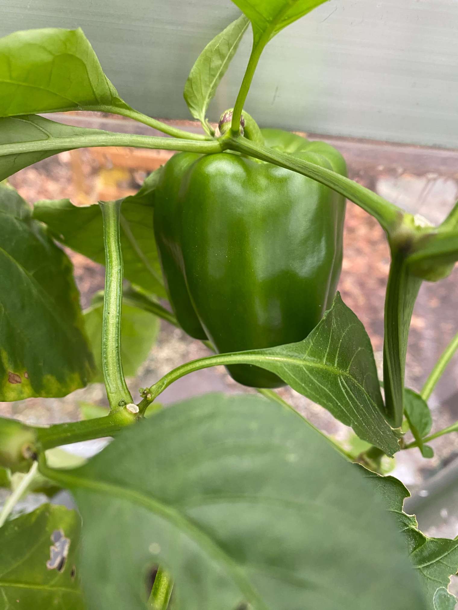 The Greenhouse Diaries Entry #5: Seed Starting, The Blushing Bell ...