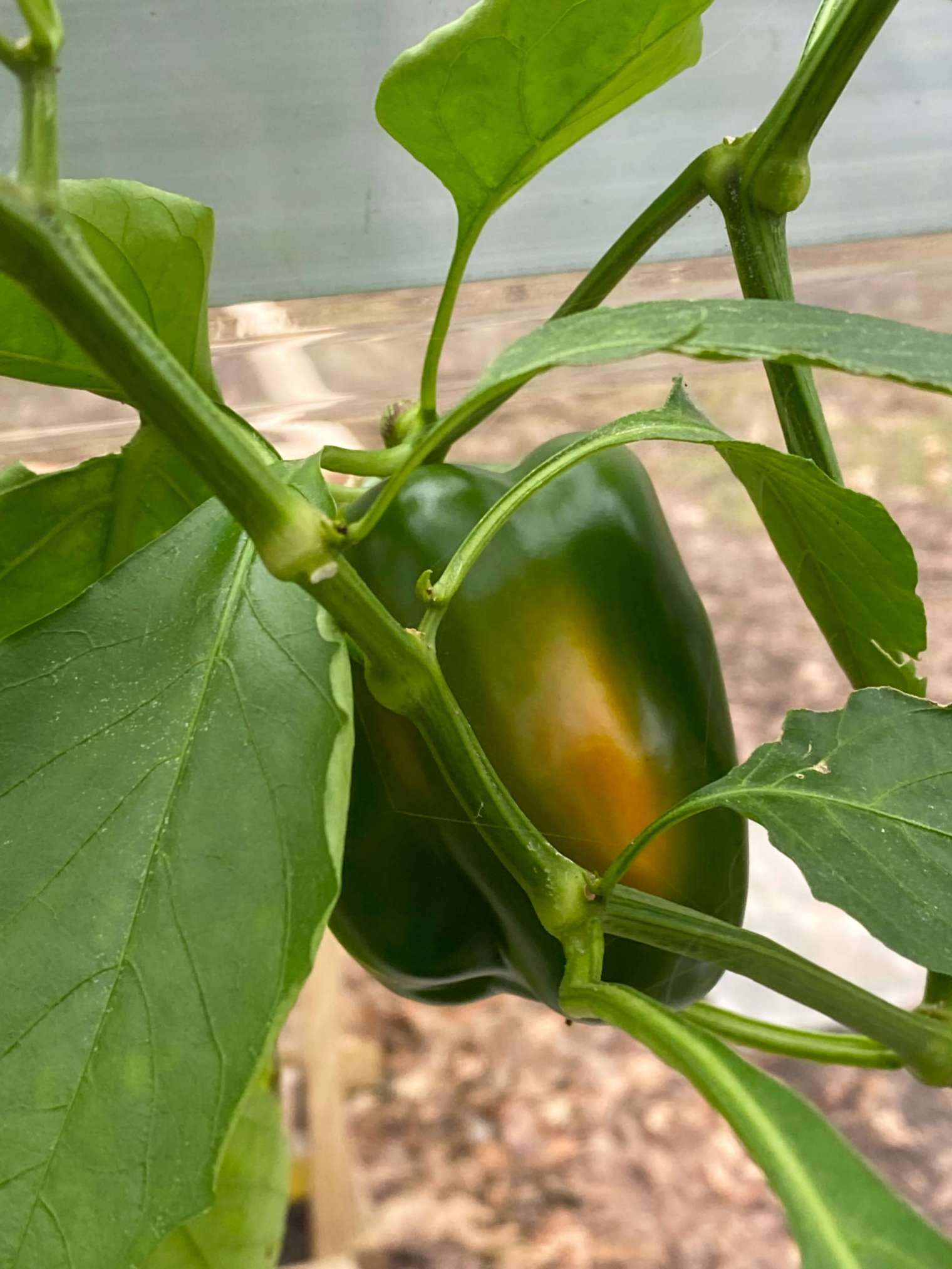 The Greenhouse Diaries Entry #5: Seed Starting, The Blushing Bell ...