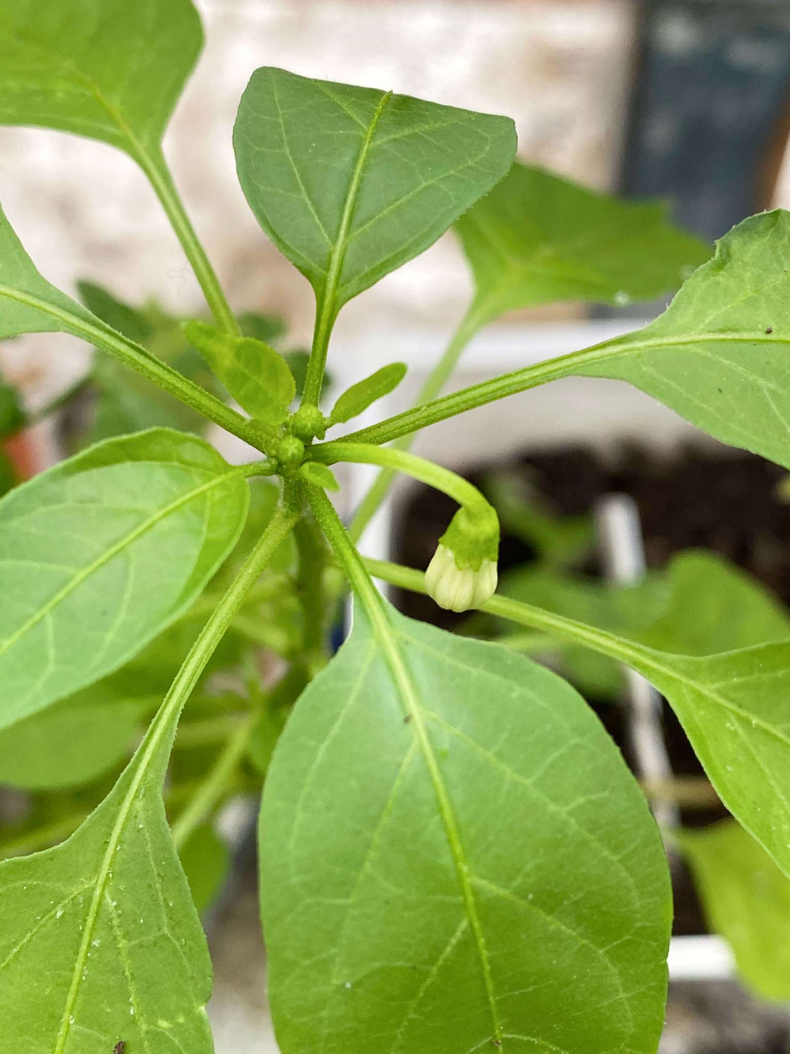 The Greenhouse Diaries Entry #5: Seed Starting, The Blushing Bell ...