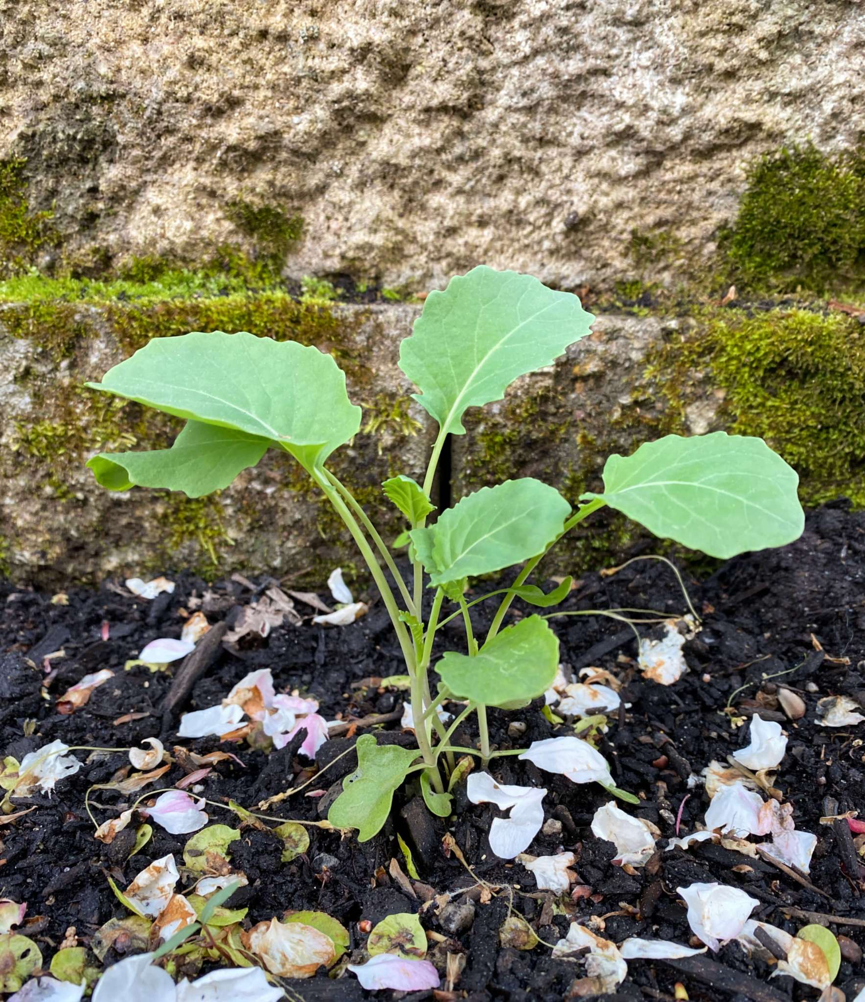 18th century architecture – In the Vintage Kitchen: Where History Comes ...