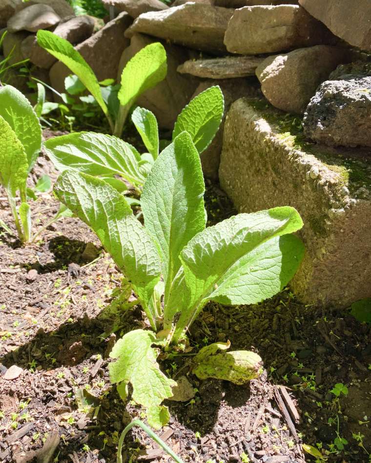 The Greenhouse Diaries Entry #8: The End of the Beginning – In the ...