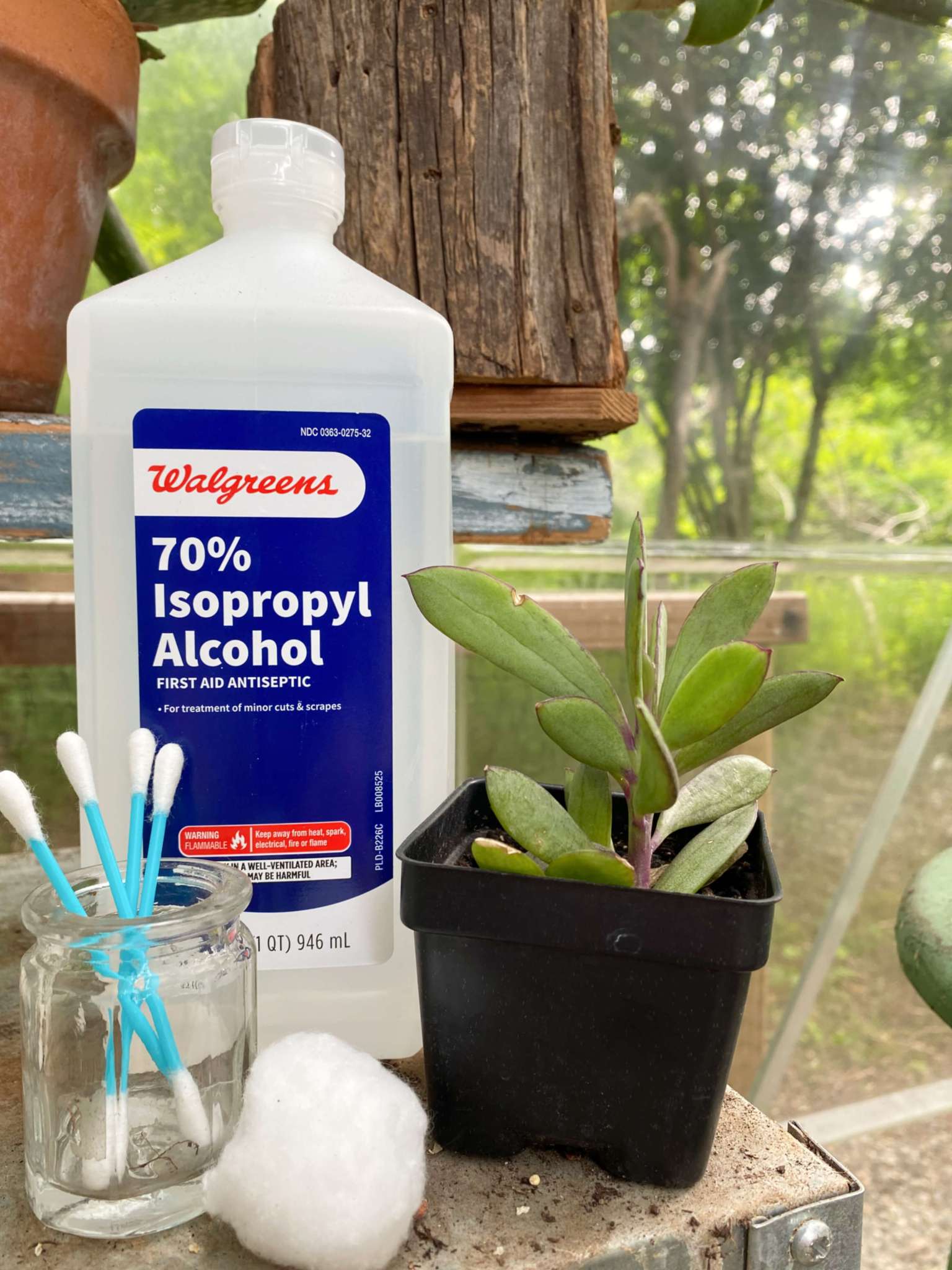 The Greenhouse Diaries Entry #8: The End of the Beginning – In the ...