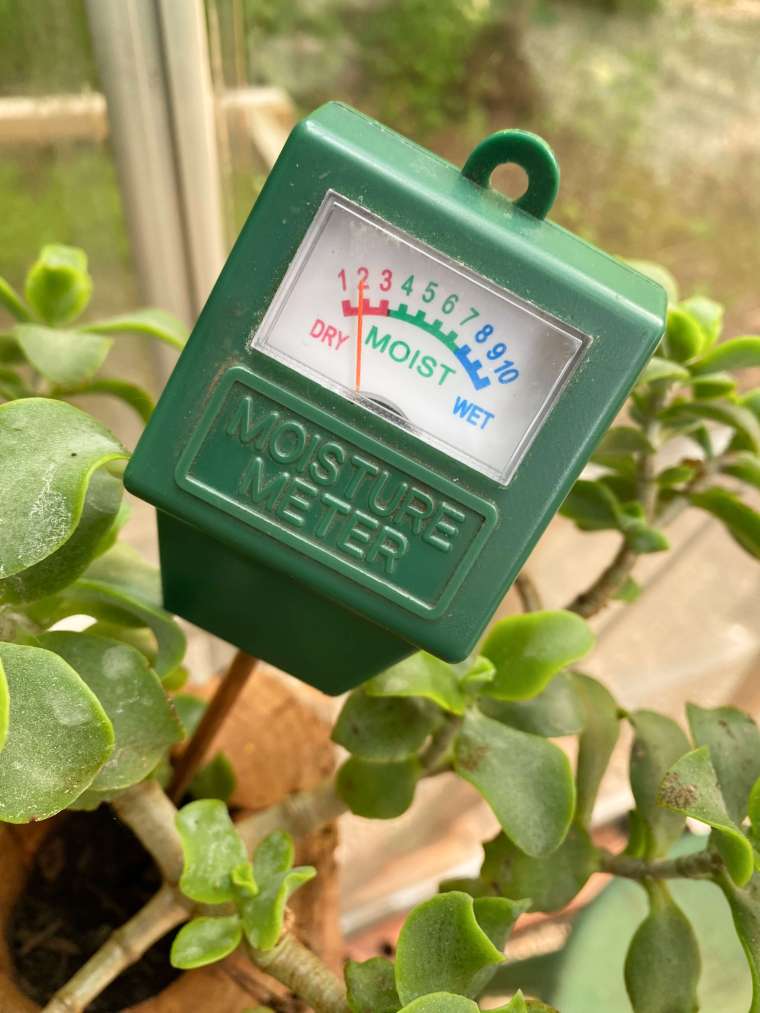 The Greenhouse Diaries Entry #8: The End of the Beginning – In the ...