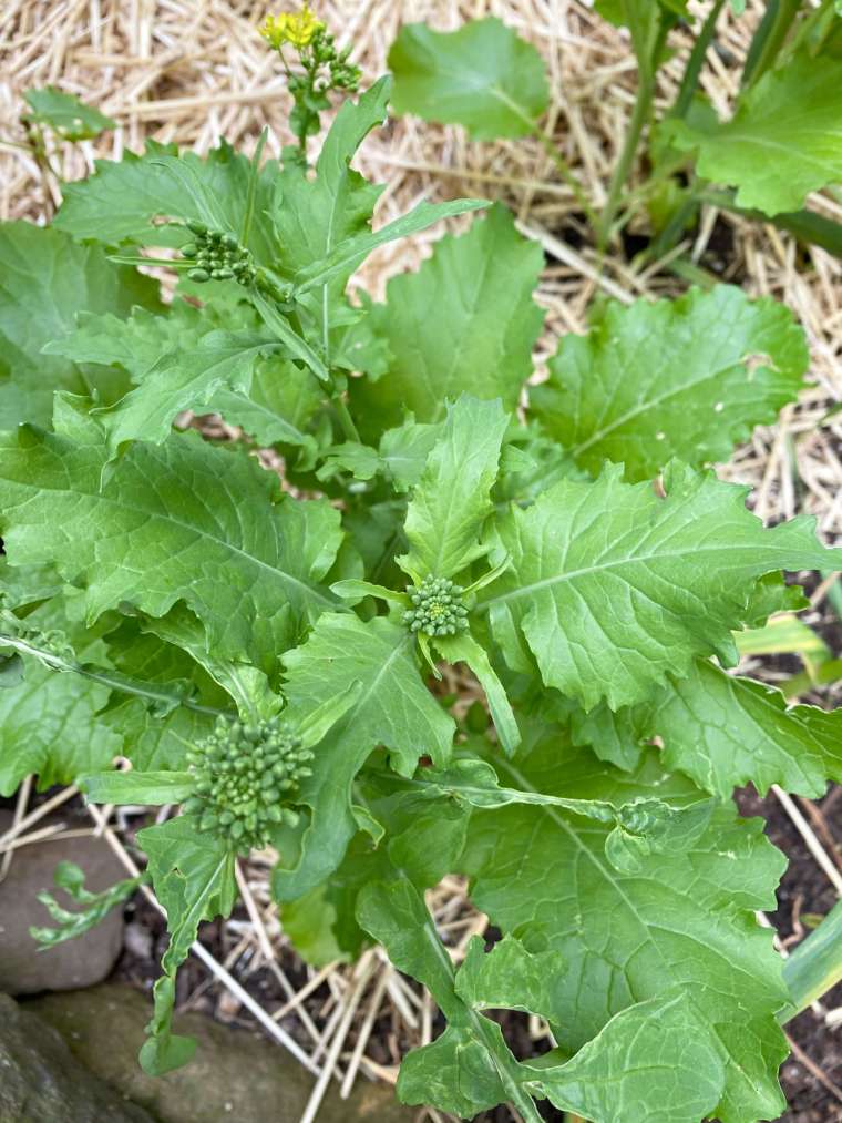 The Greenhouse Diaries Entry #8: The End of the Beginning – In the ...