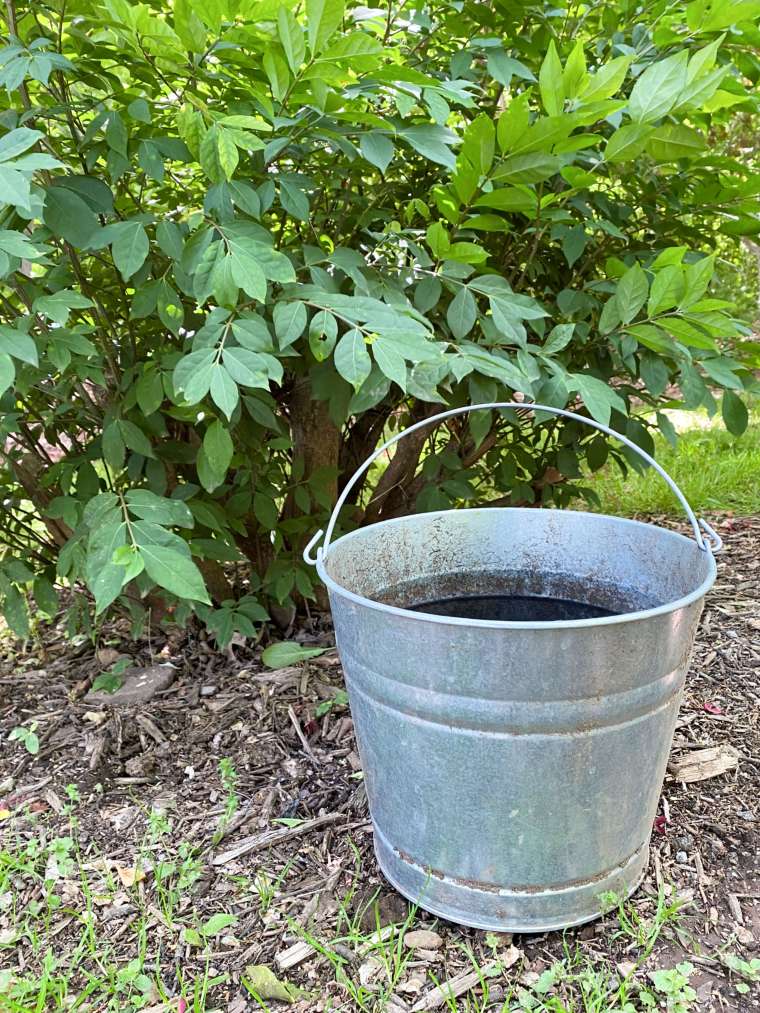 The Greenhouse Diaries Entry #8: The End of the Beginning – In the ...