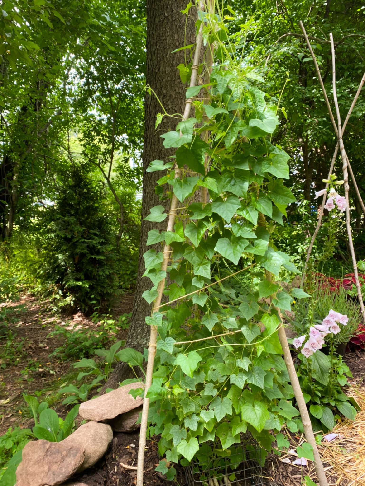 Highlights from the Summer Garden & A Big-Time Surprise Visitor – In ...