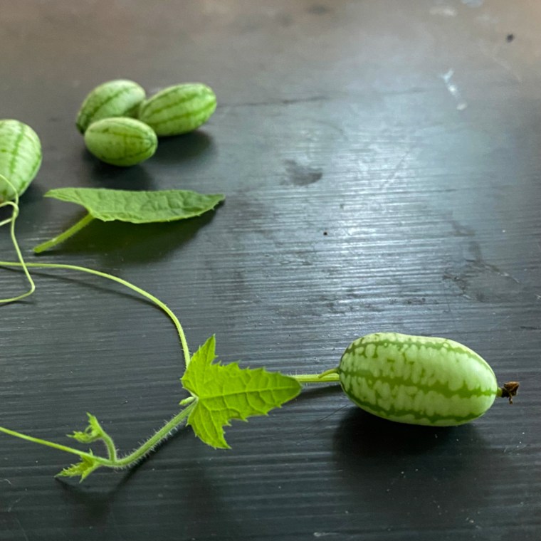 Highlights from the Summer Garden & A Big-Time Surprise Visitor – In ...