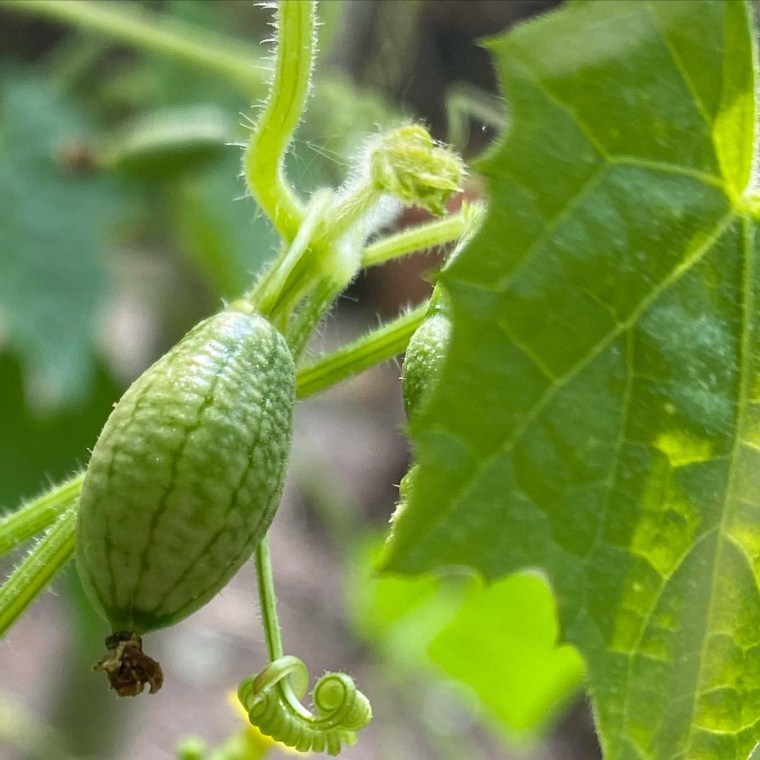 Highlights from the Summer Garden & A Big-Time Surprise Visitor – In ...