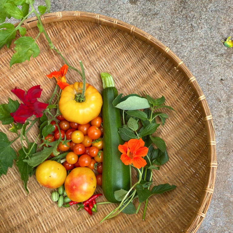 Highlights from the Summer Garden & A Big-Time Surprise Visitor – In ...