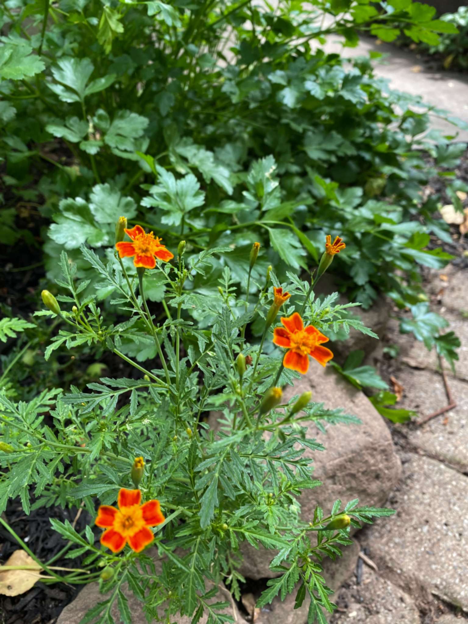 Highlights from the Summer Garden & A Big-Time Surprise Visitor – In ...