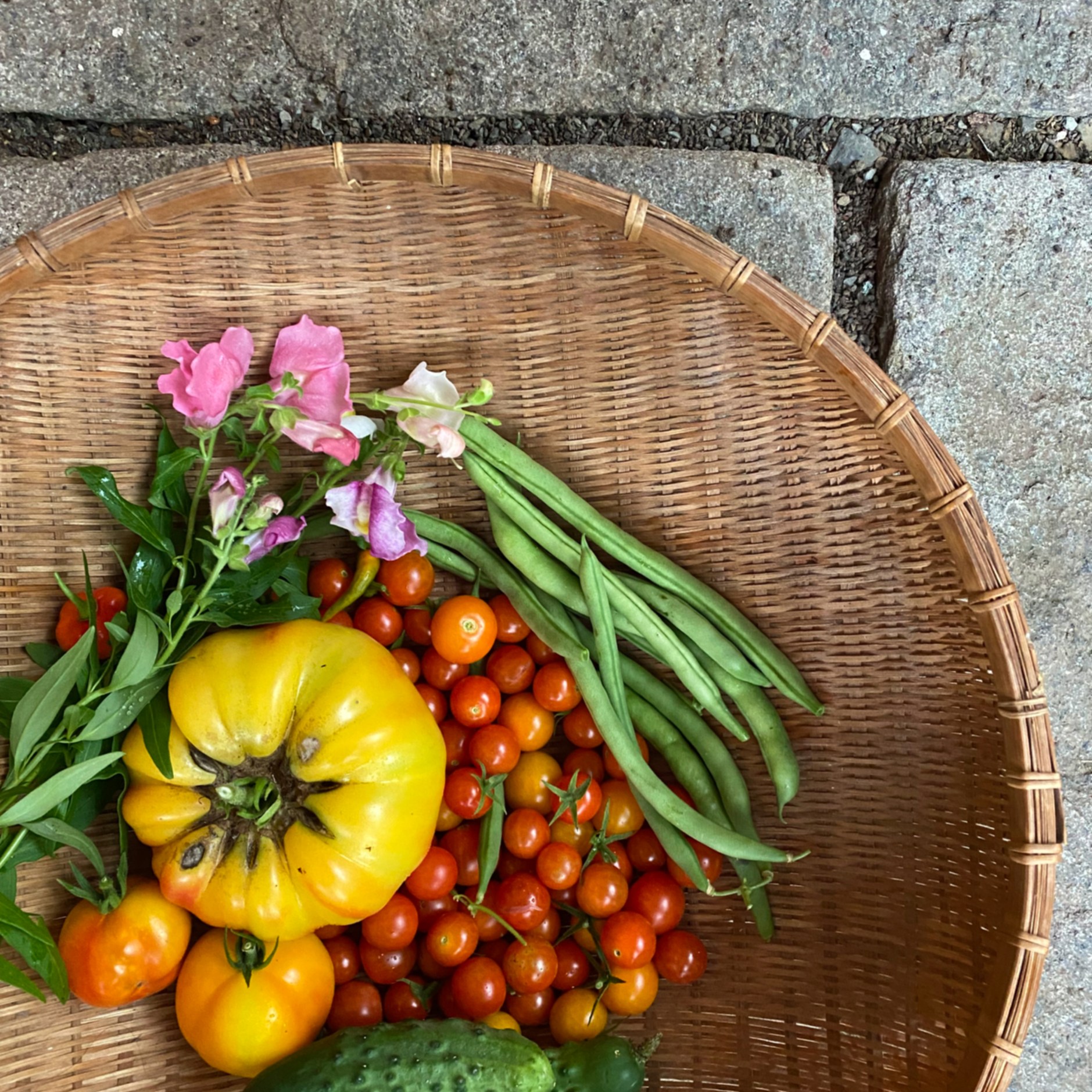 Highlights from the Summer Garden & A Big-Time Surprise Visitor – In ...
