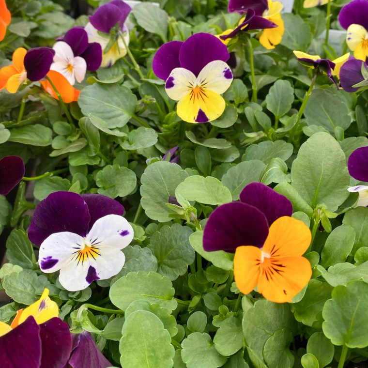 Growing A Fragrant Year: Violas For March and Part of April – In the ...