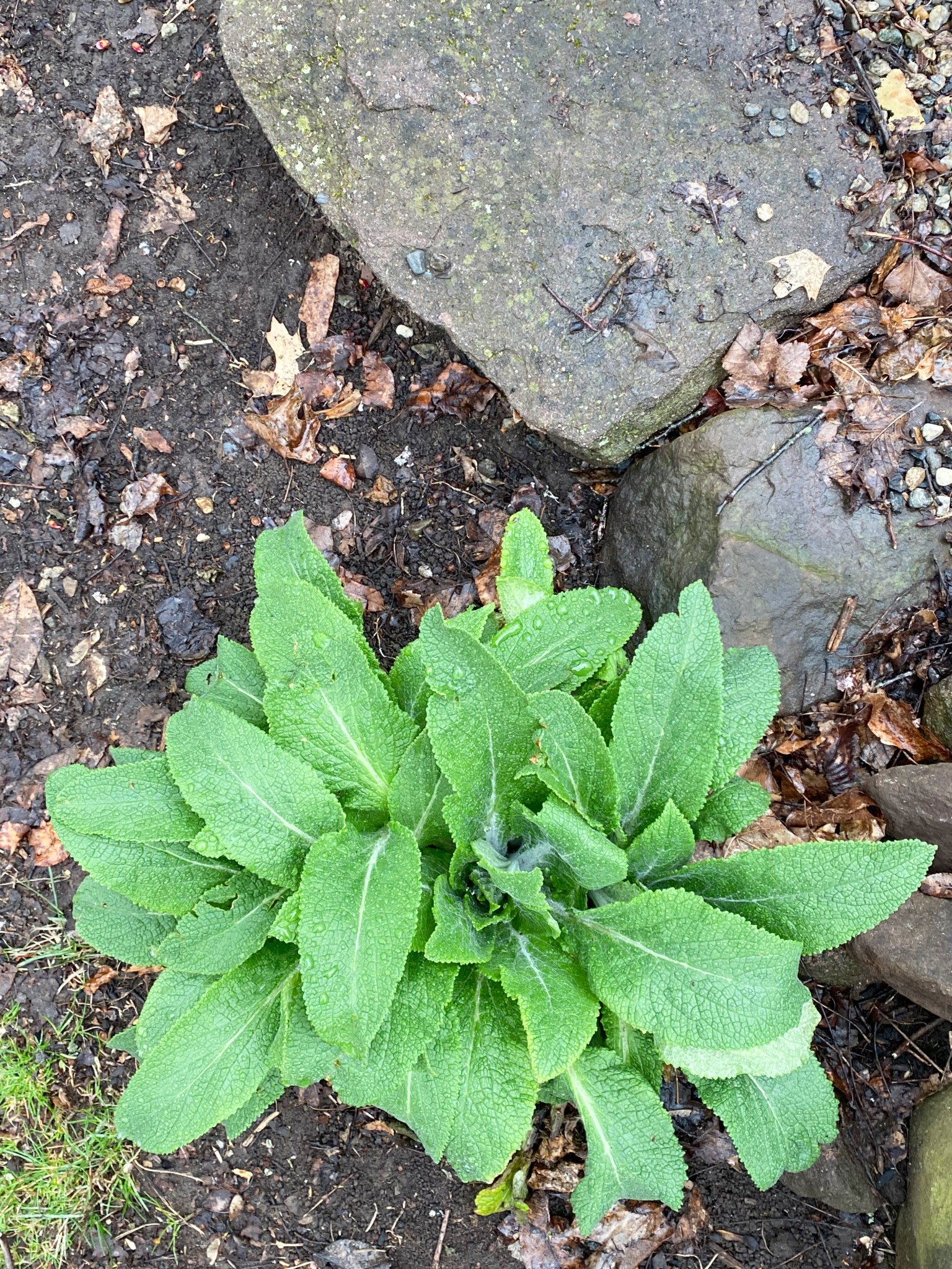 Growing A Fragrant Year: Violas For March and Part of April – In the ...
