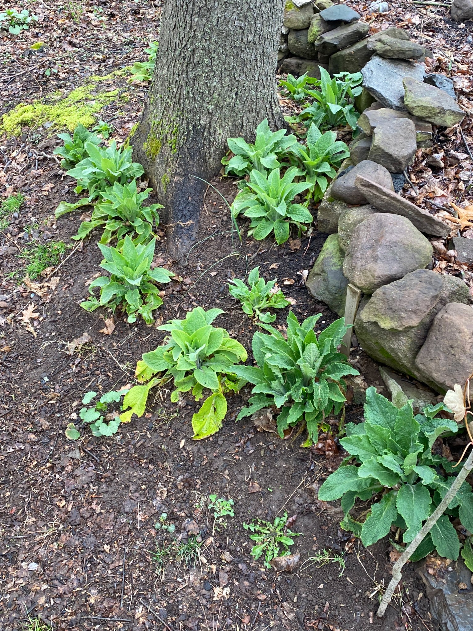 Growing A Fragrant Year: Violas For March and Part of April – In the ...