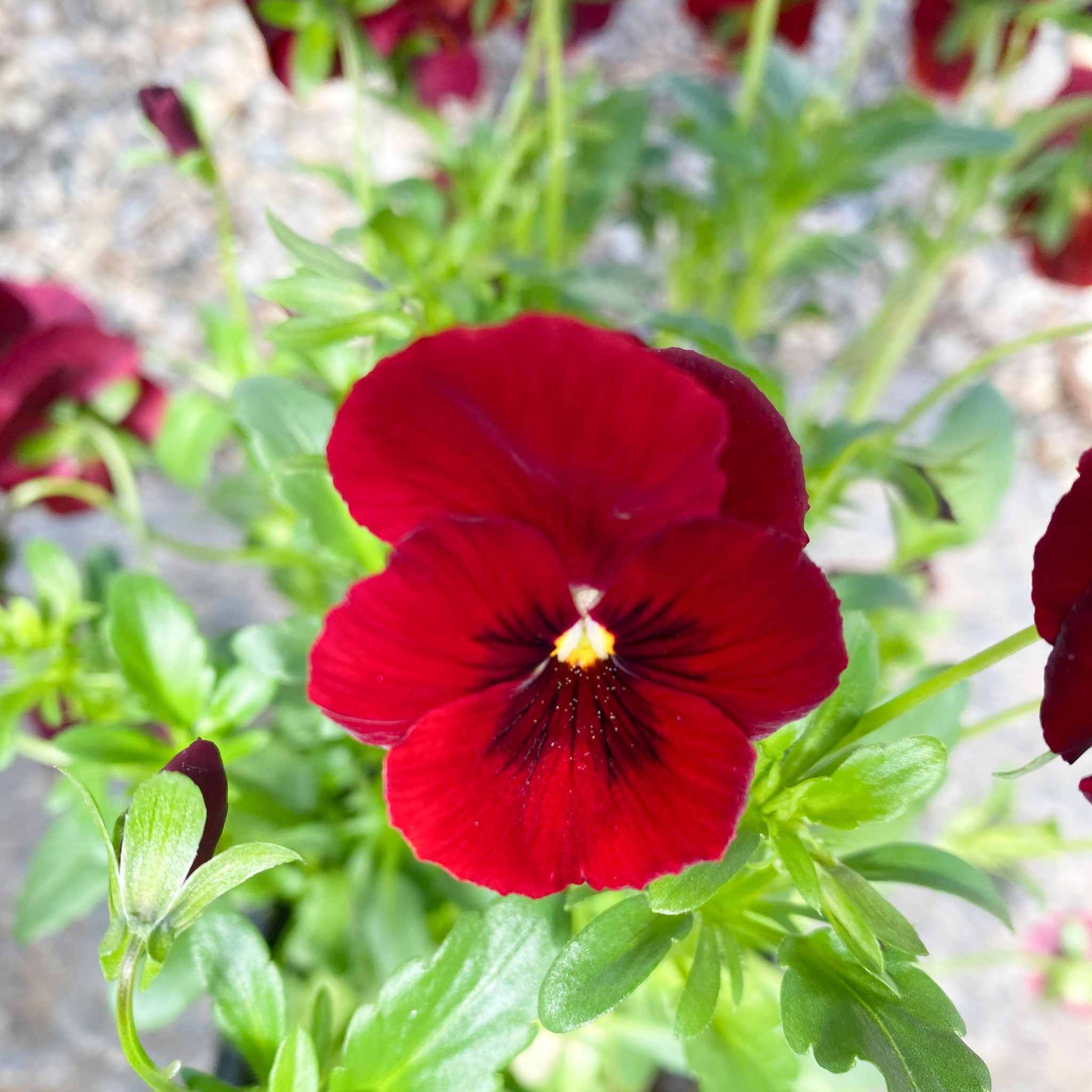 Growing A Fragrant Year: Violas For March and Part of April – In the ...