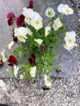 Growing A Fragrant Year: Violas For March and Part of April – In the ...