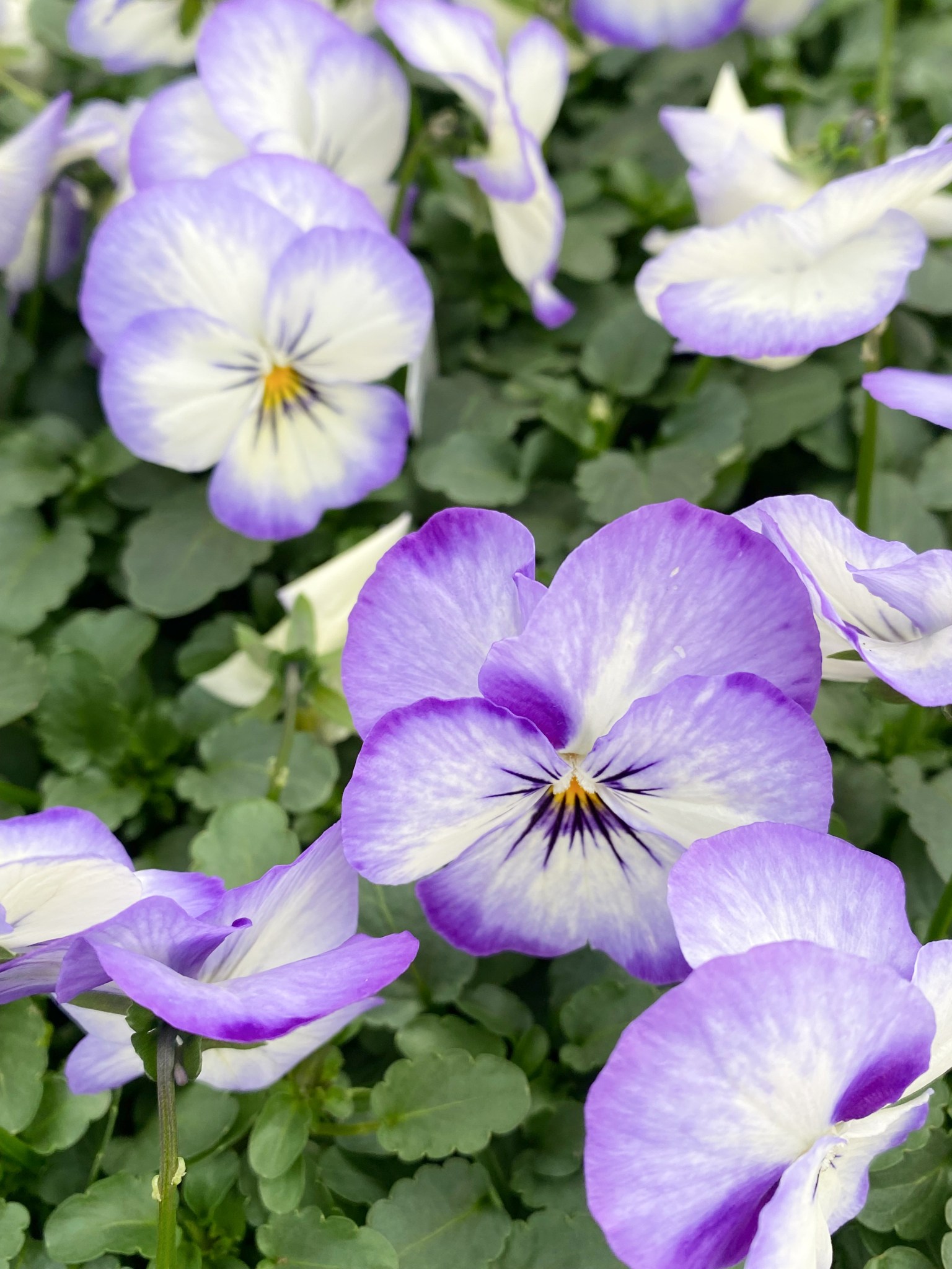 Growing A Fragrant Year: Violas For March and Part of April – In the ...