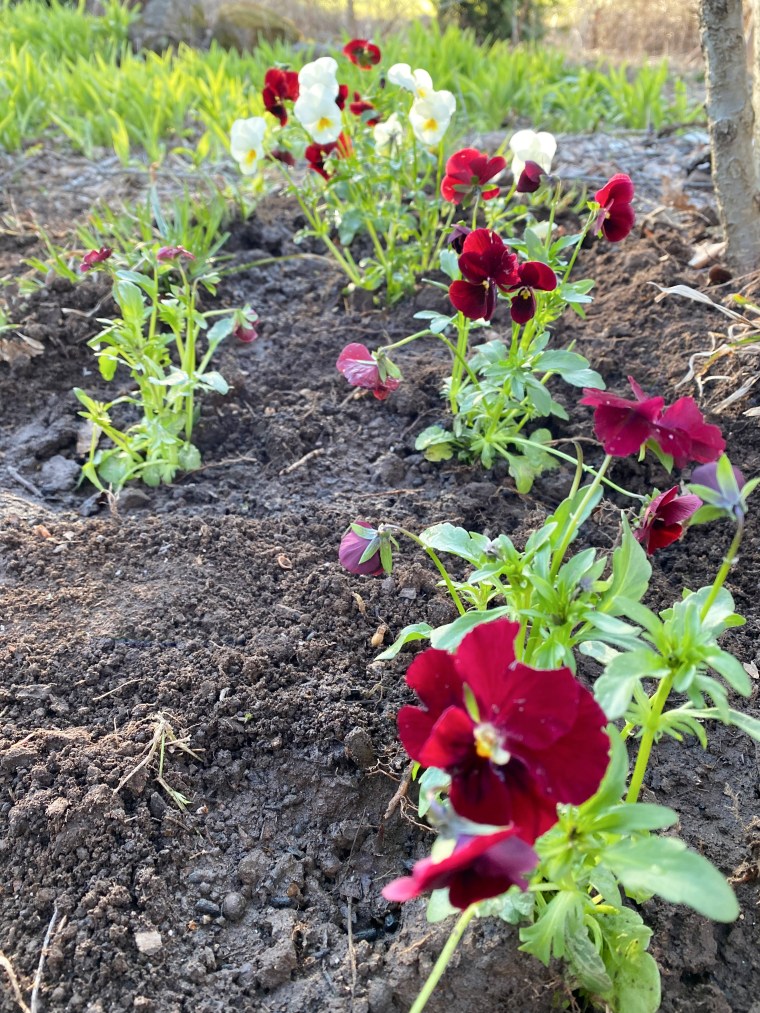 Growing A Fragrant Year: Violas For March and Part of April – In the ...
