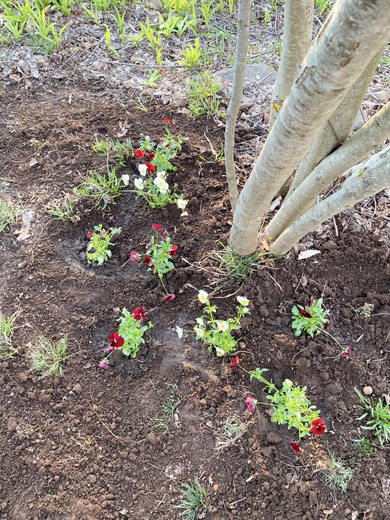 Growing A Fragrant Year: Violas For March and Part of April – In the ...