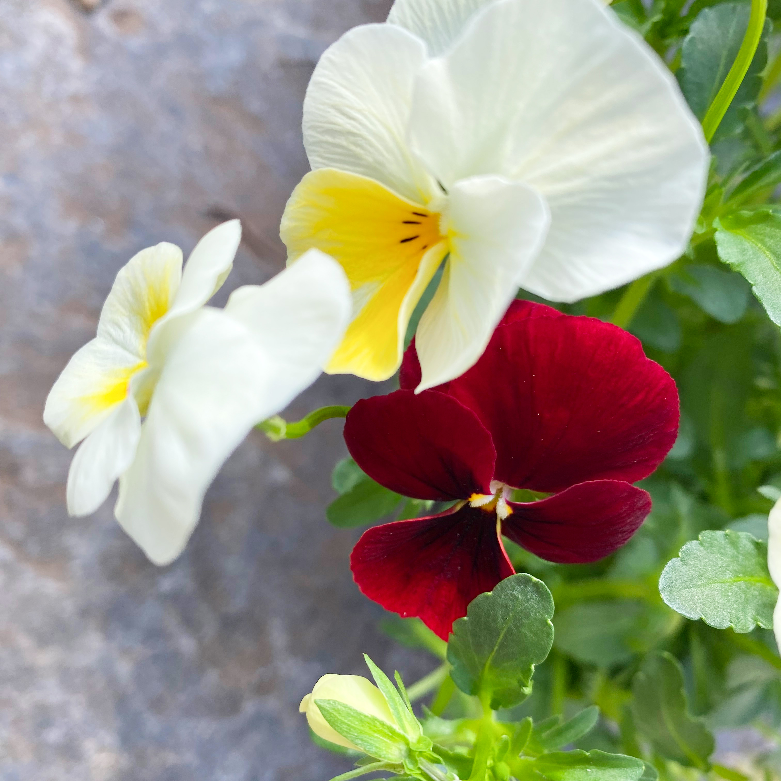 Growing A Fragrant Year: Violas For March and Part of April – In the ...