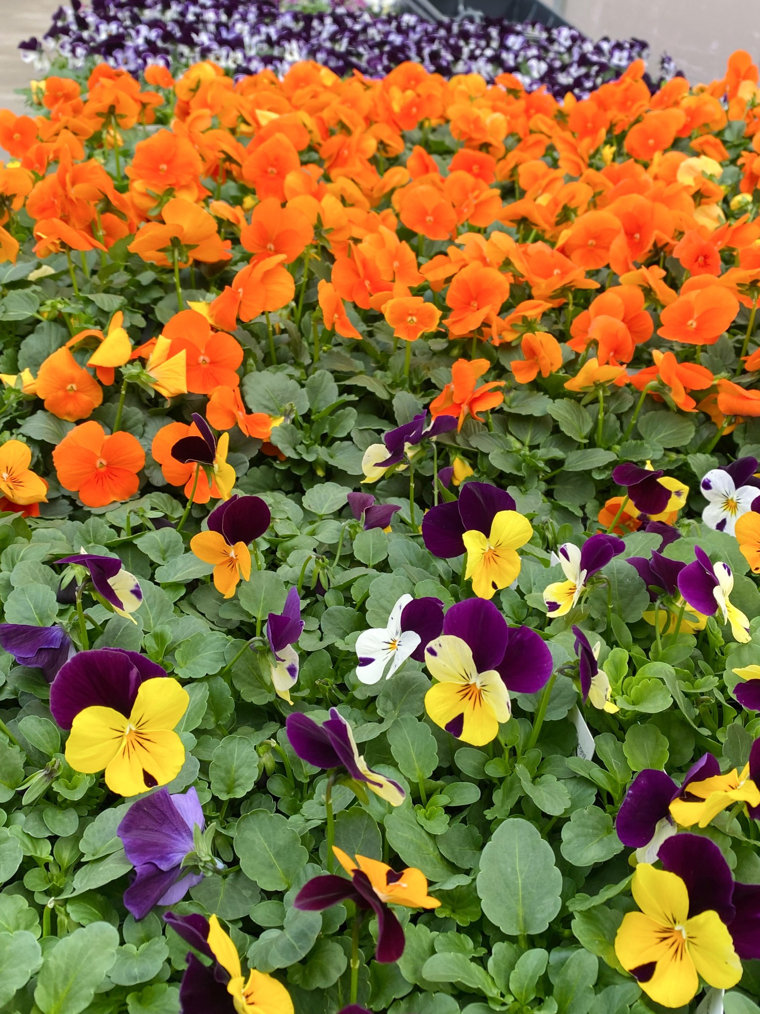 Growing A Fragrant Year: Violas For March and Part of April – In the ...