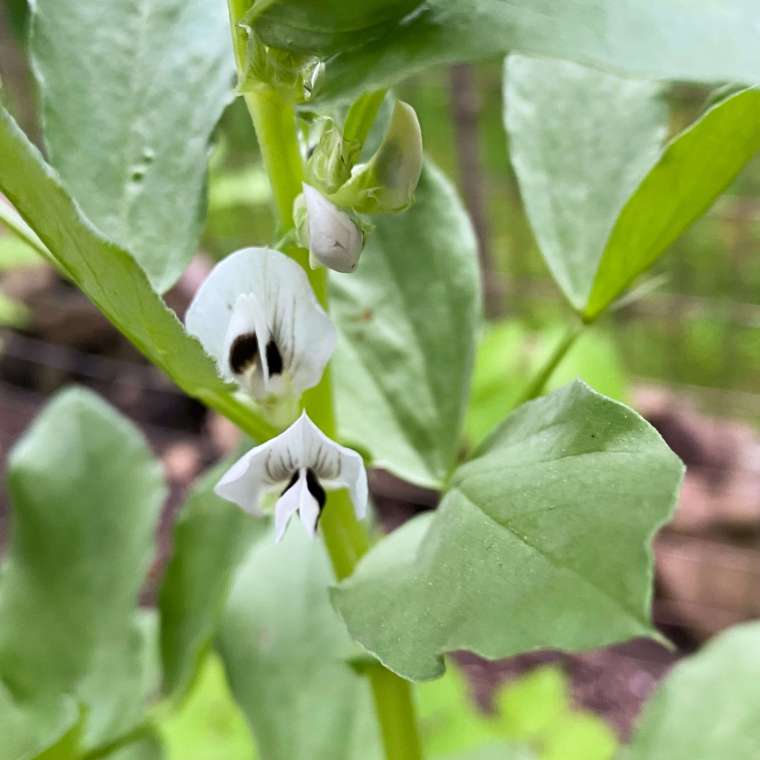 In The Vintage Kitchen – In the Vintage Kitchen: Where History Comes To Eat
